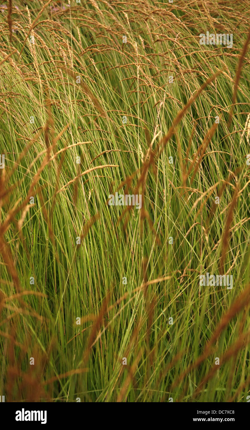 Indigenous native plants vegetation hi-res stock photography and images ...