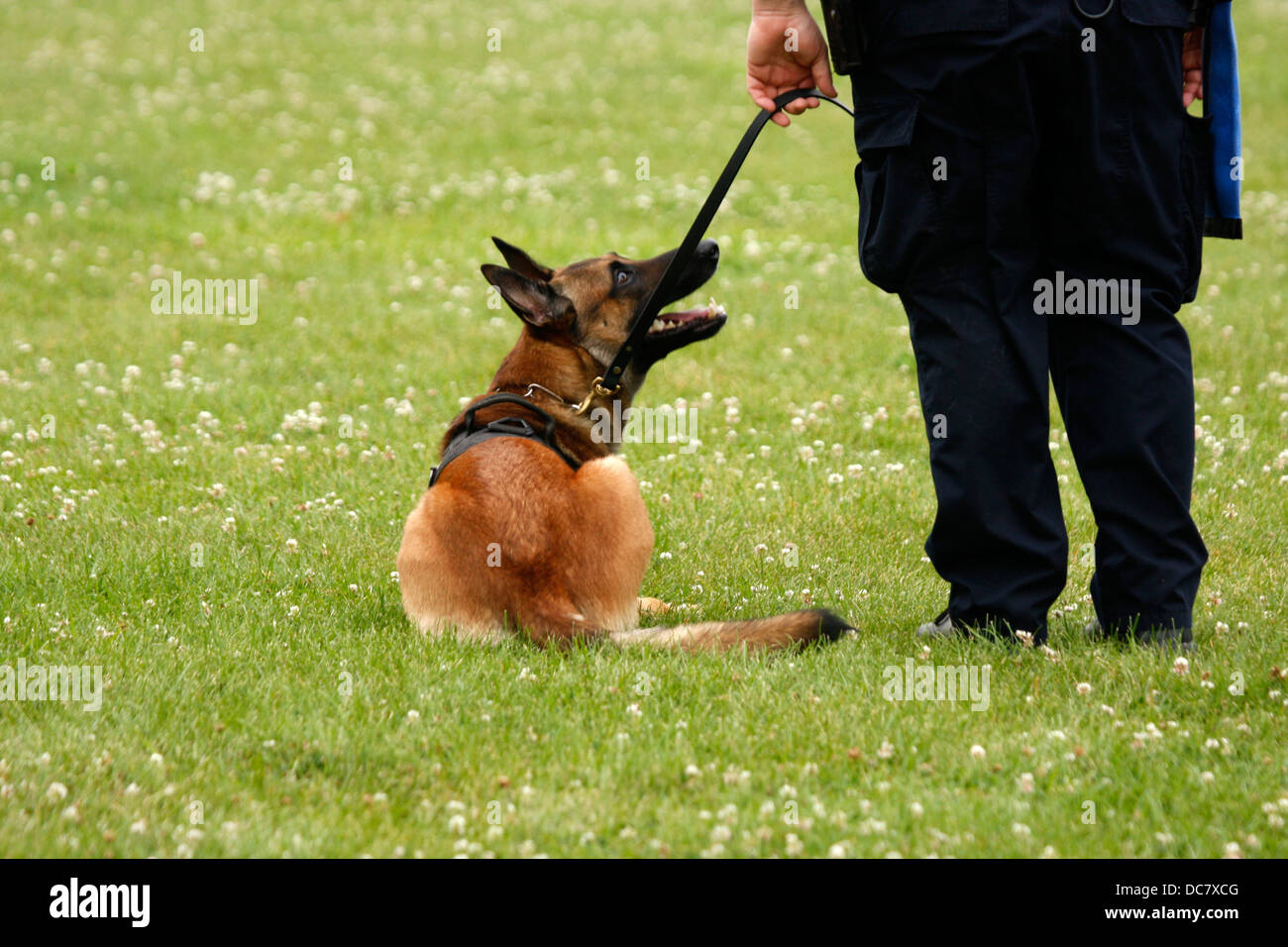 K9 police car hi-res stock photography and images - Alamy