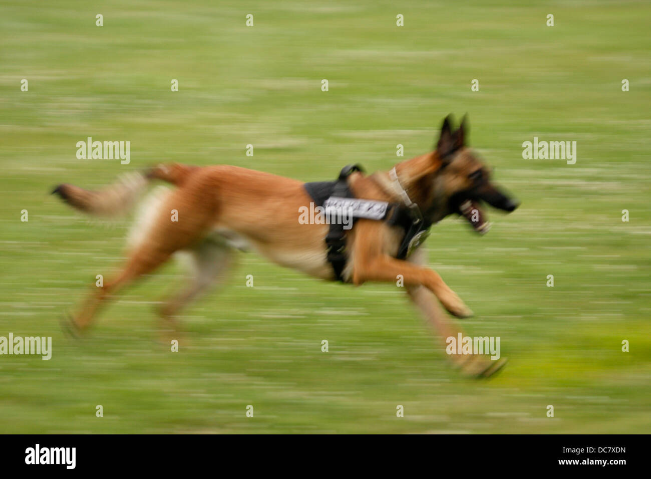 K9 badge hi-res stock photography and images - Alamy