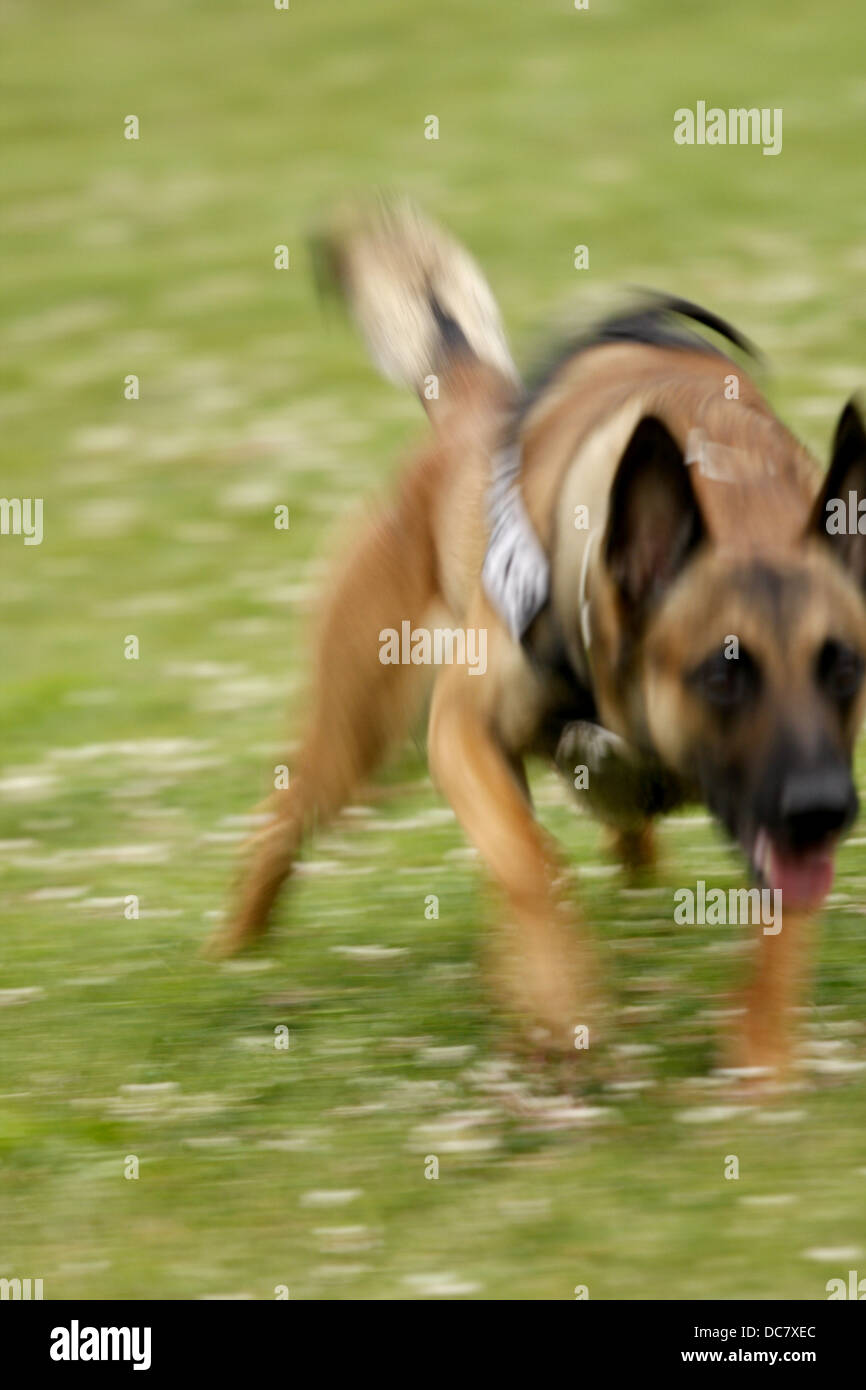 Dog running hi-res stock photography and images - Alamy