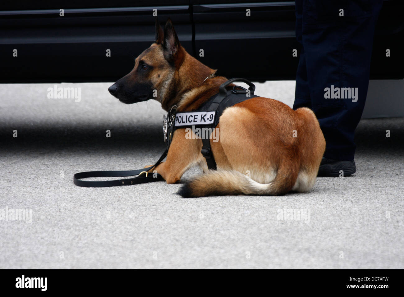Police K-9 dog and officer ready to work Stock Photo - Alamy