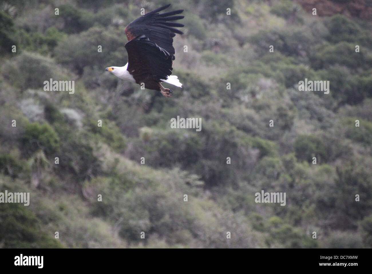 Eagle flying bird hi-res stock photography and images - Alamy