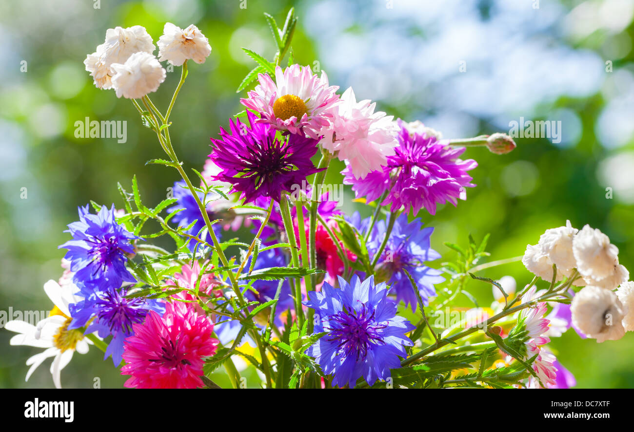 Colorful summer wild flowers bouquet in the sunshine Stock Photo - Alamy