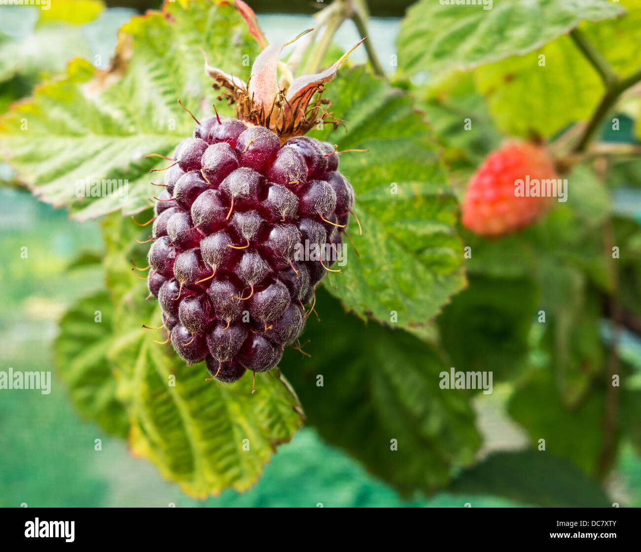 Ripe Loganberry Fruit Stock Photo - Alamy