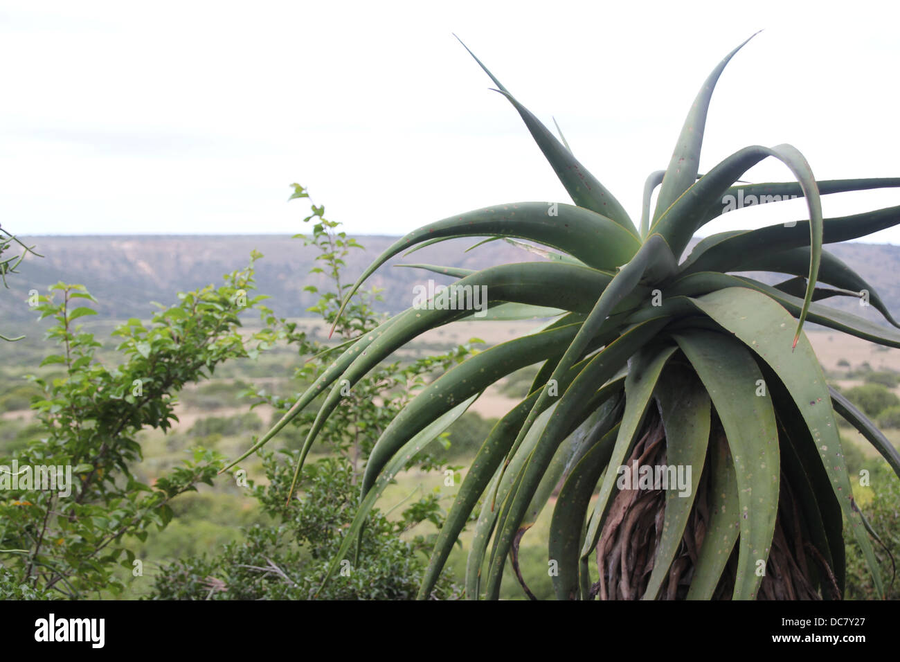 A large Aloe Stock Photo - Alamy