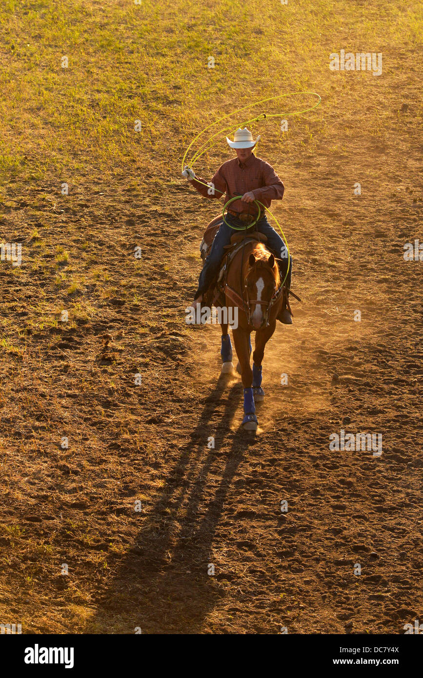 Cowboy roping horse hi-res stock photography and images - Alamy