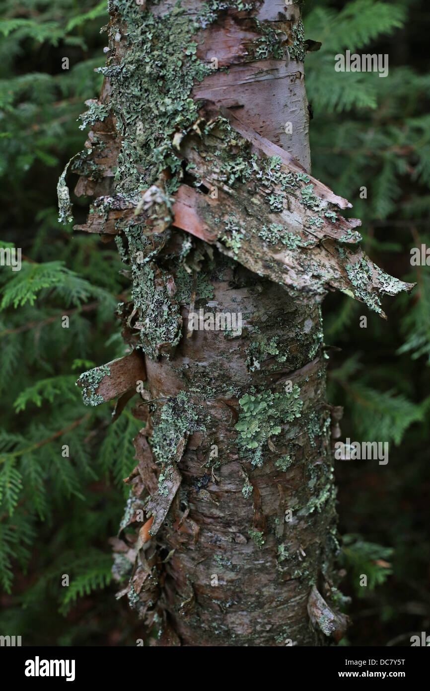 Tree bark peeling off hi-res stock photography and images - Alamy