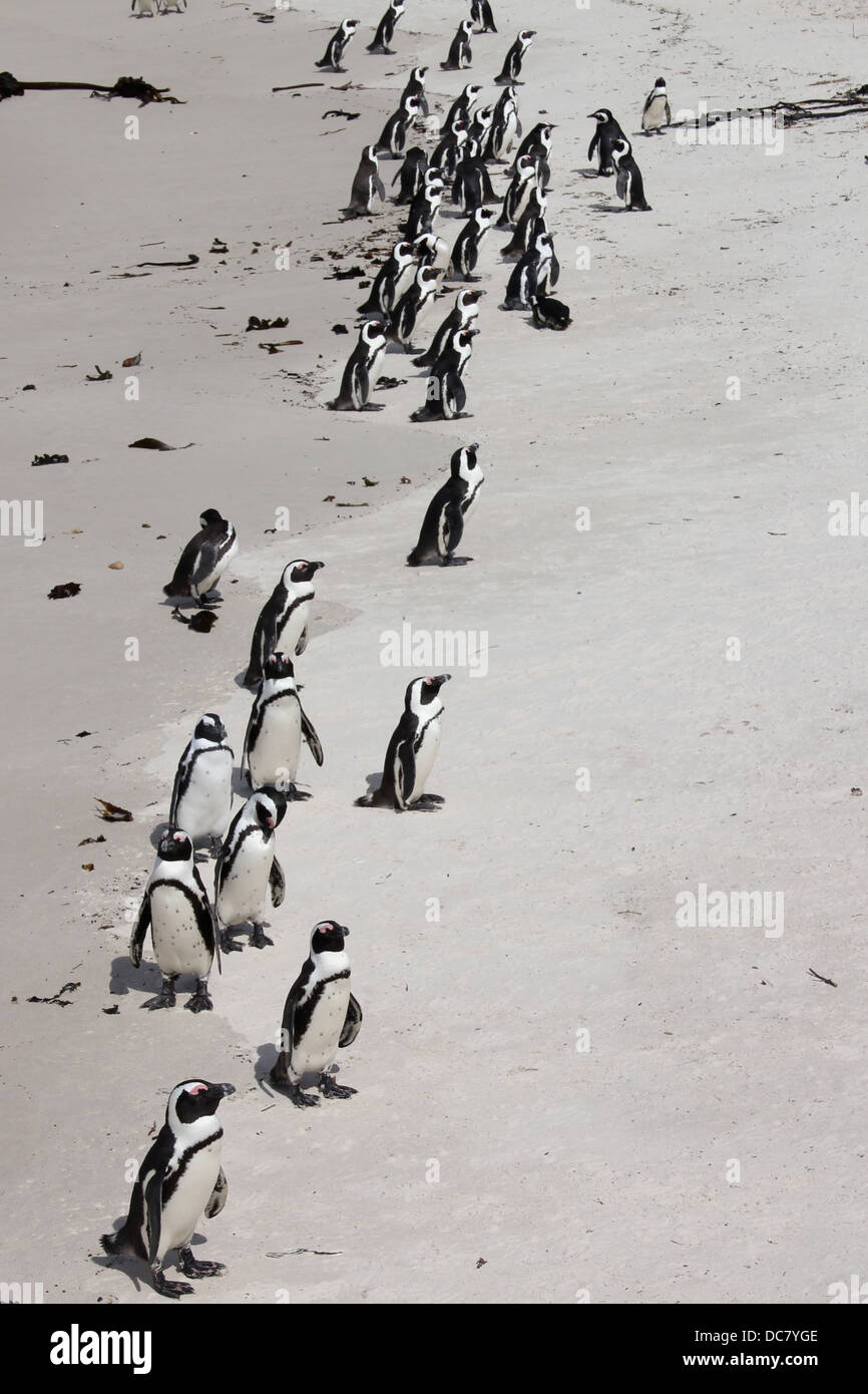 Quick march hi-res stock photography and images - Alamy