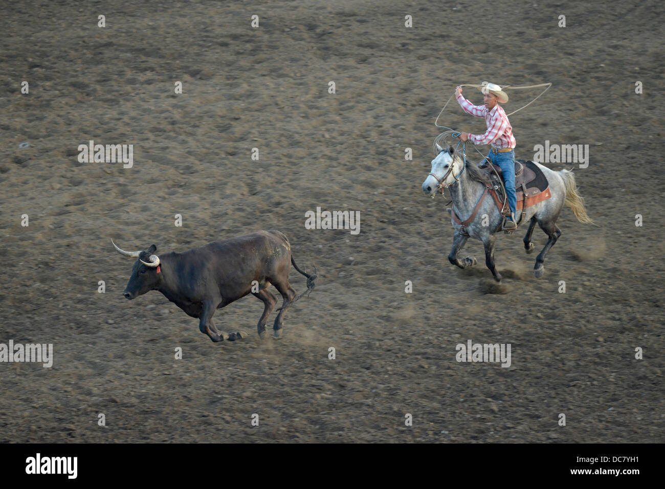 Steer roping event at the Chief Joseph Days Rodeo in Joseph, Oregon ...