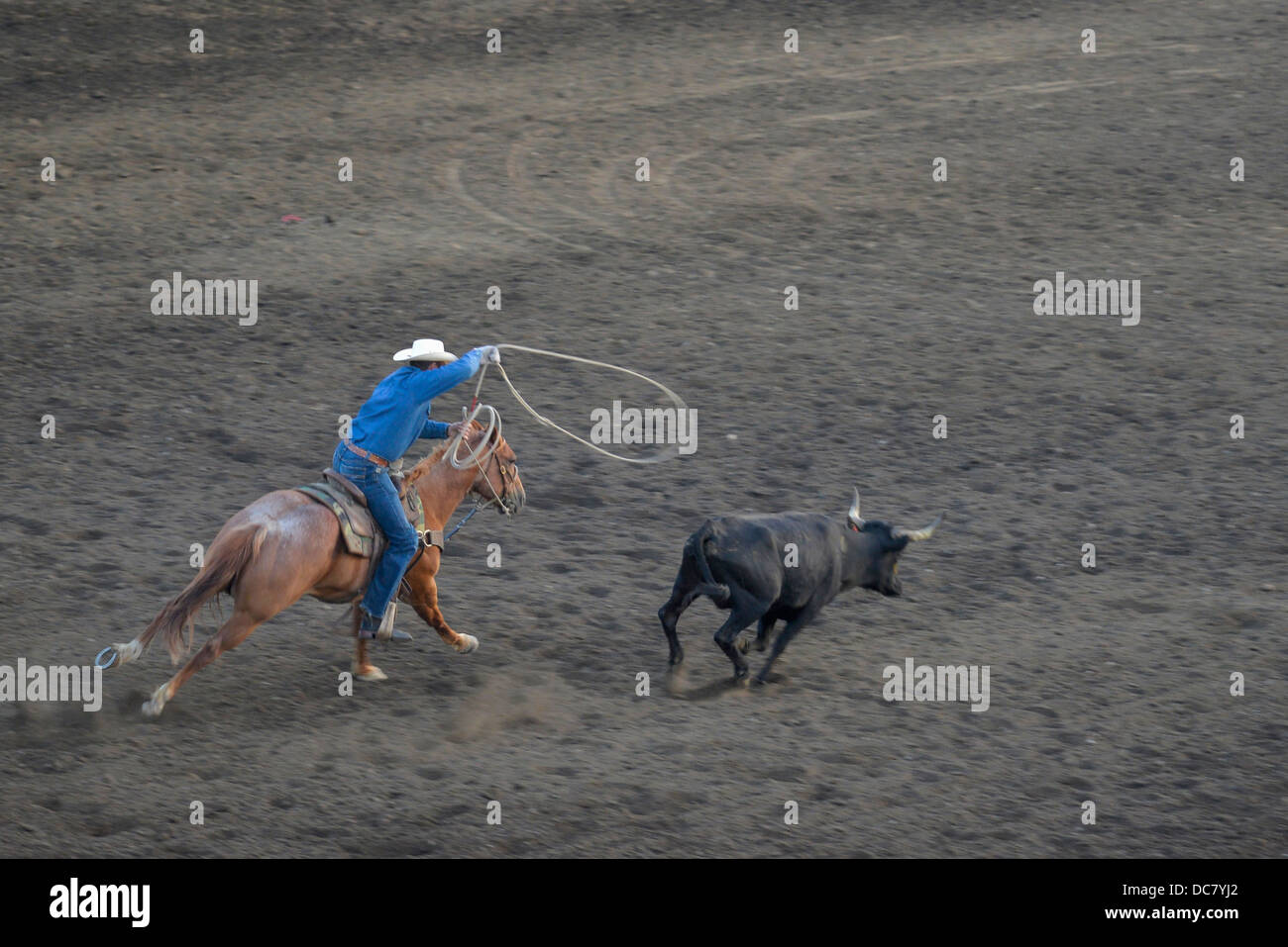 Steer roping event at the Chief Joseph Days Rodeo in Joseph, Oregon ...