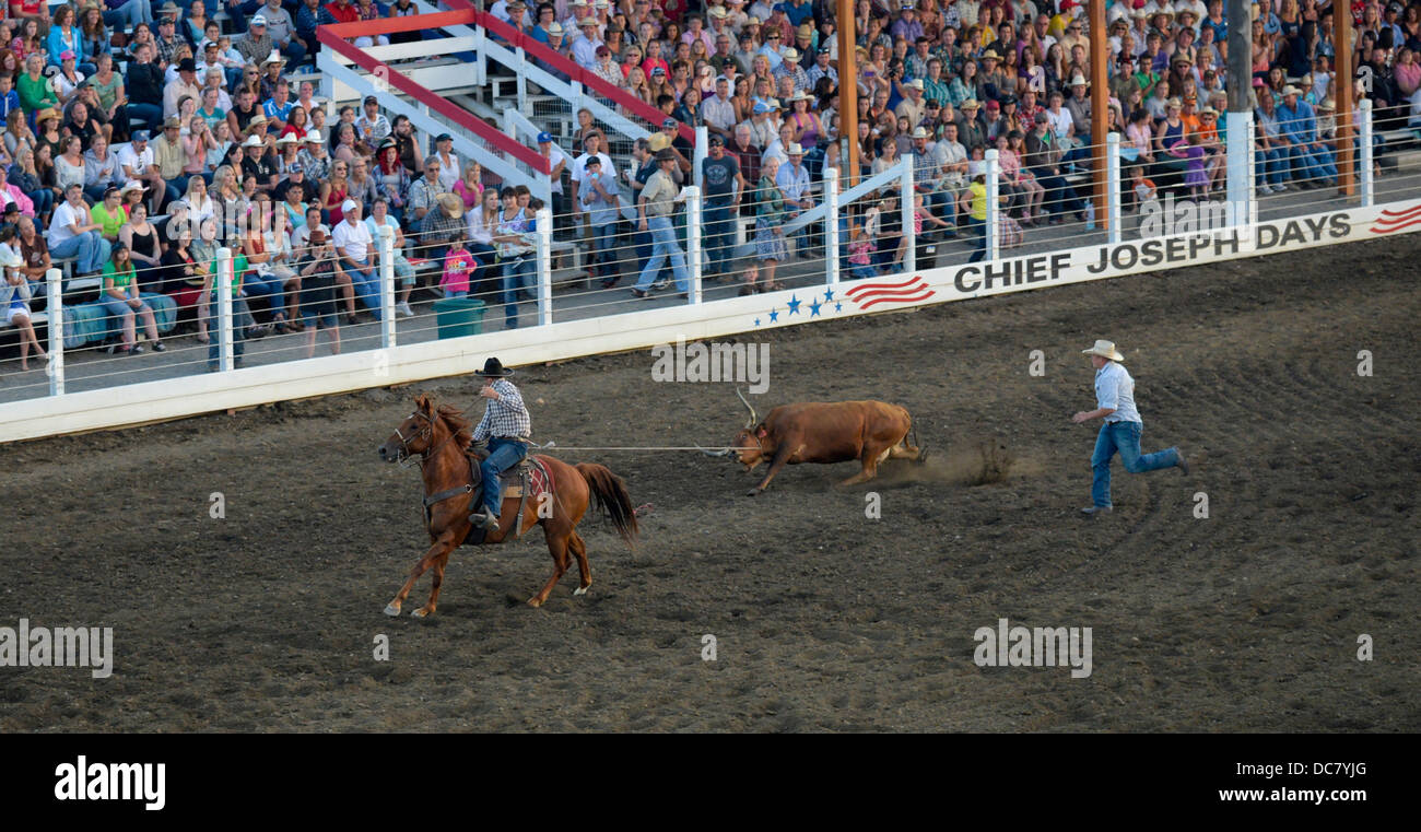 Team roping rodeo hi-res stock photography and images - Alamy