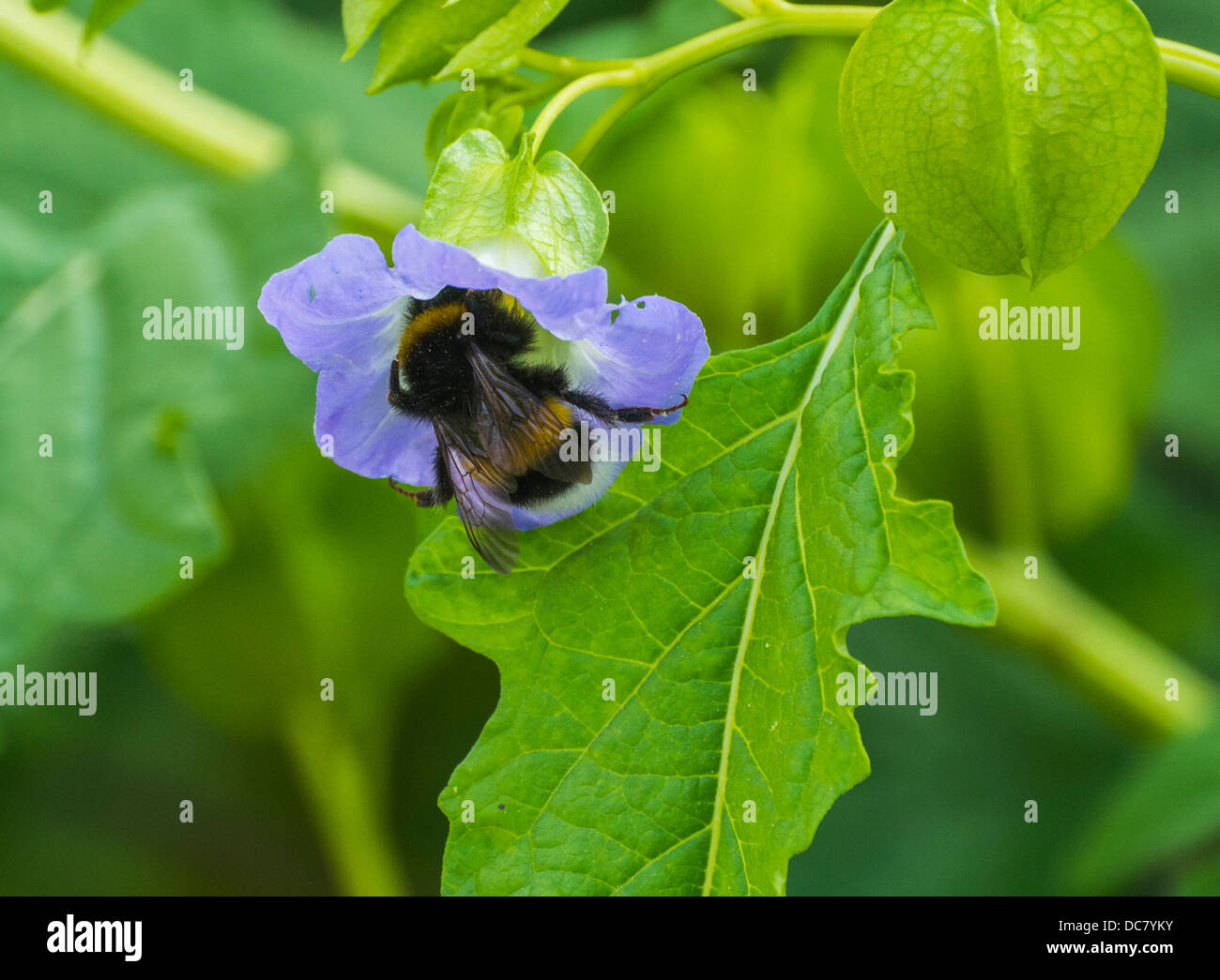 Jardin Des Plantes Insects High Resolution Stock Photography and Images ...