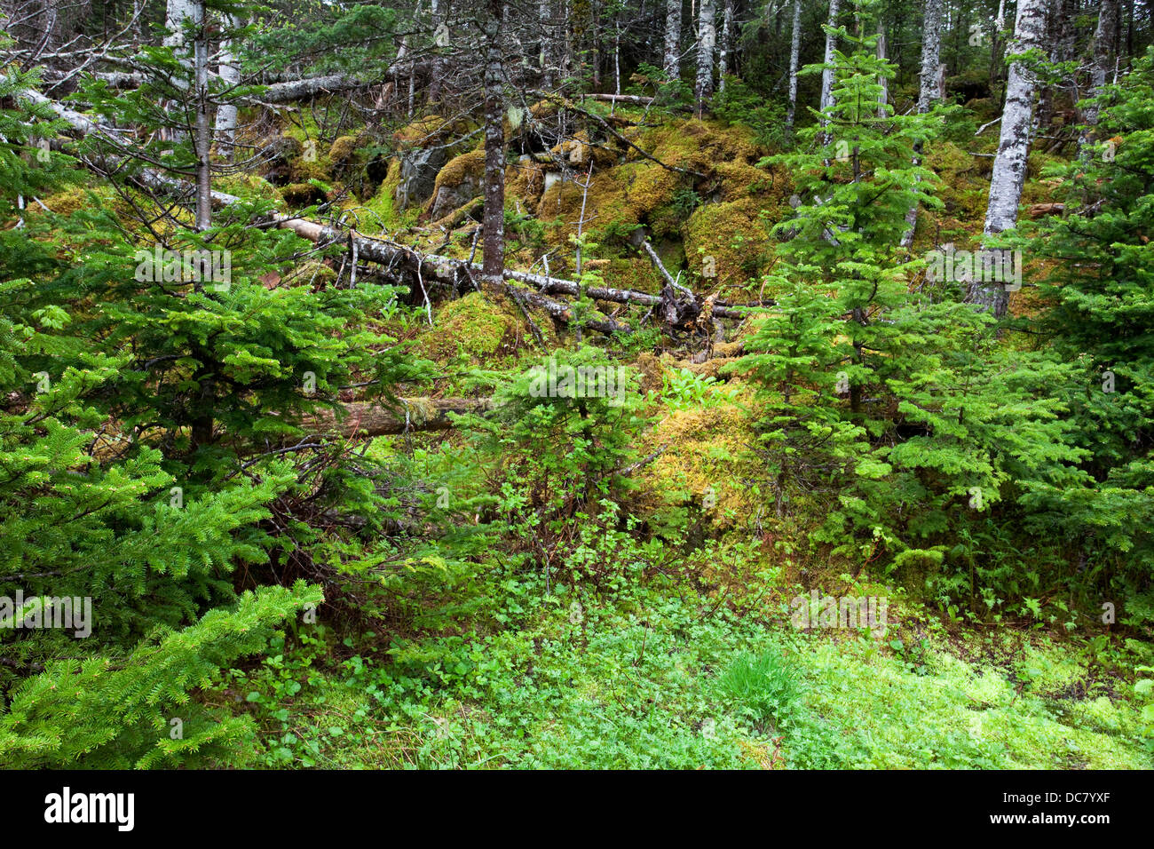 Typical Newfoundland Forest,Gros Morne National Park, UNESCO Heritage ...
