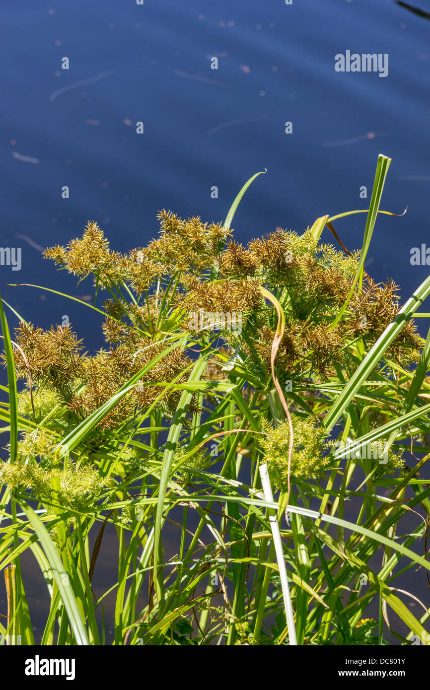 Yellow Nutsedge Cyperus Esculentus High Resolution Stock Photography ...