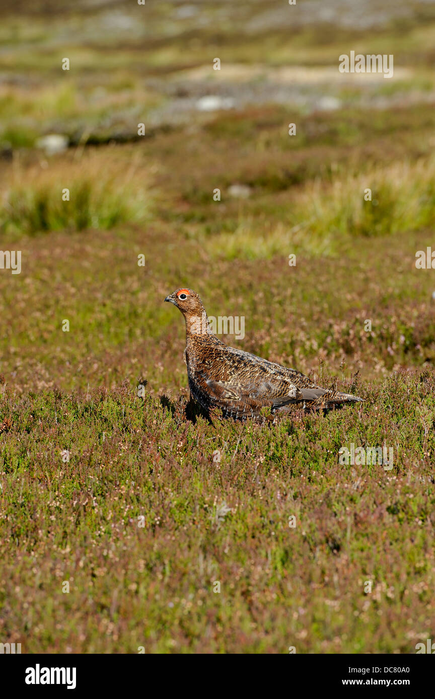 Heather moorland grouse hi-res stock photography and images - Alamy