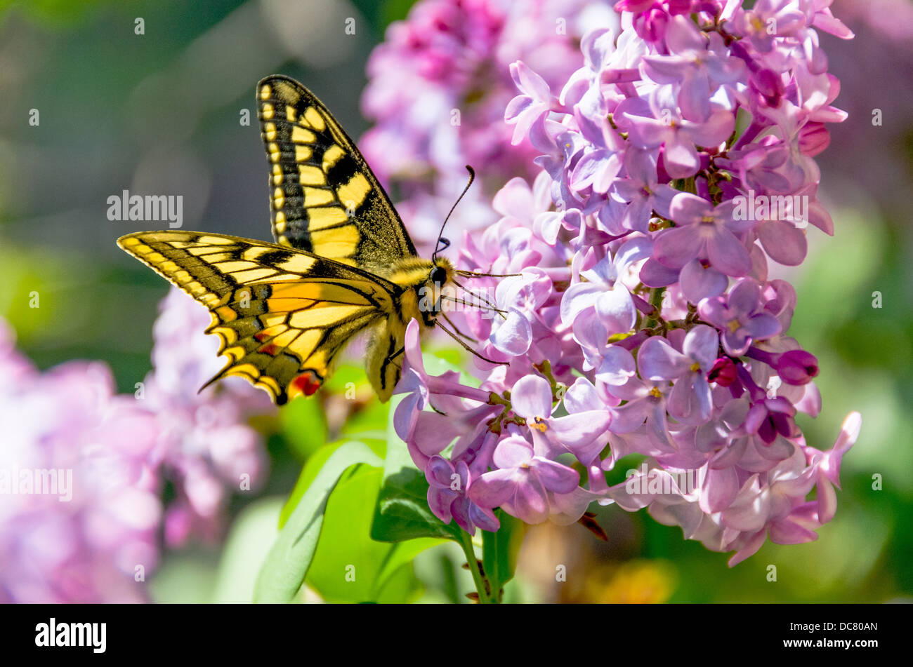 Purple spotted swallowtail butterfly hi-res stock photography and ...