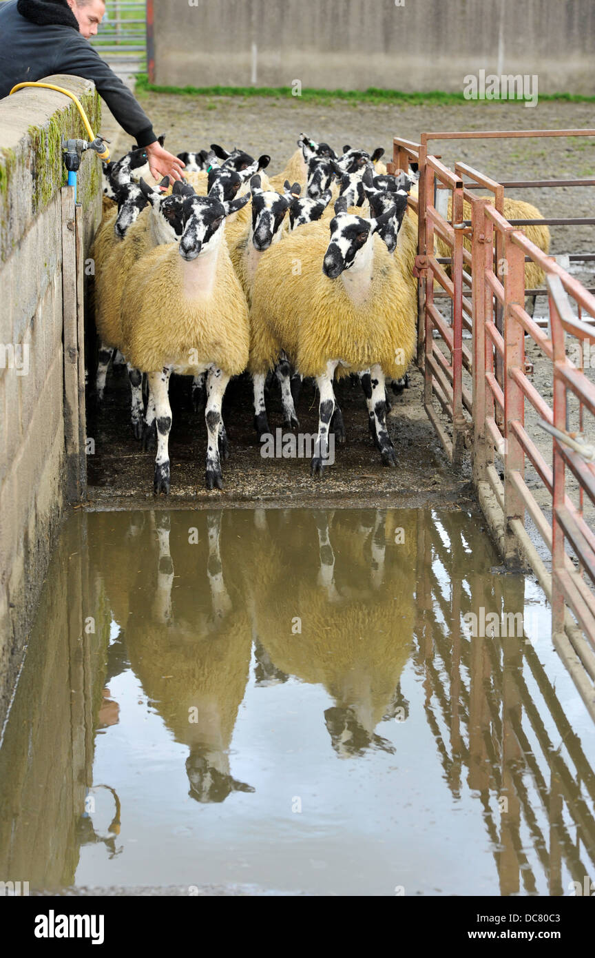 Mule sheep running through foot bath to prevent infections. Cumbria, UK ...