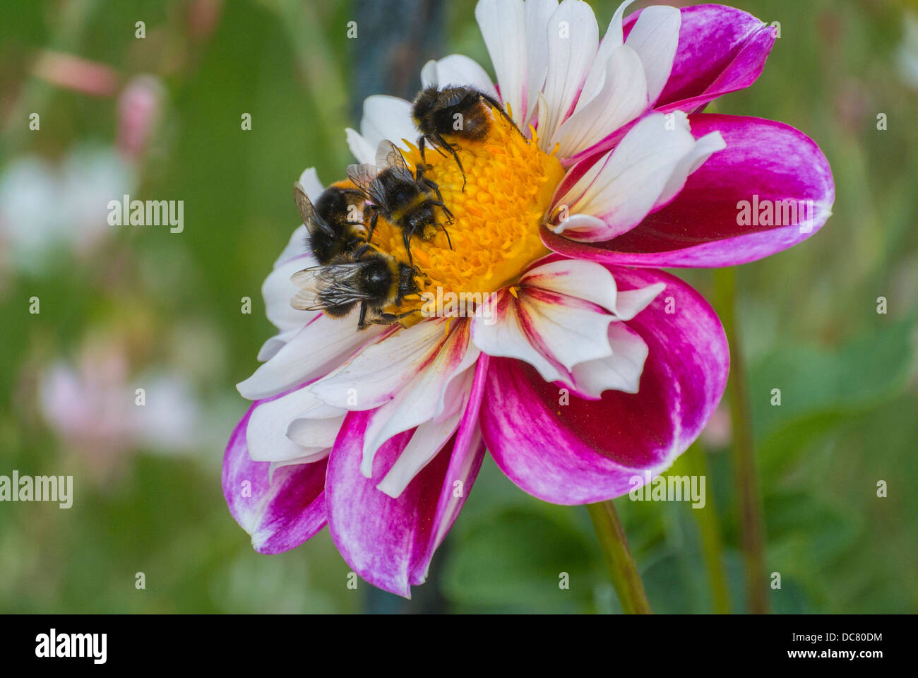 Paris, France, Bees on Flower in City Park, "Jardin des Plantes", Close ...
