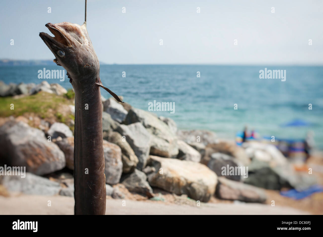 Conger Eel hung out to dry in the fishing village of Beesands, South ...