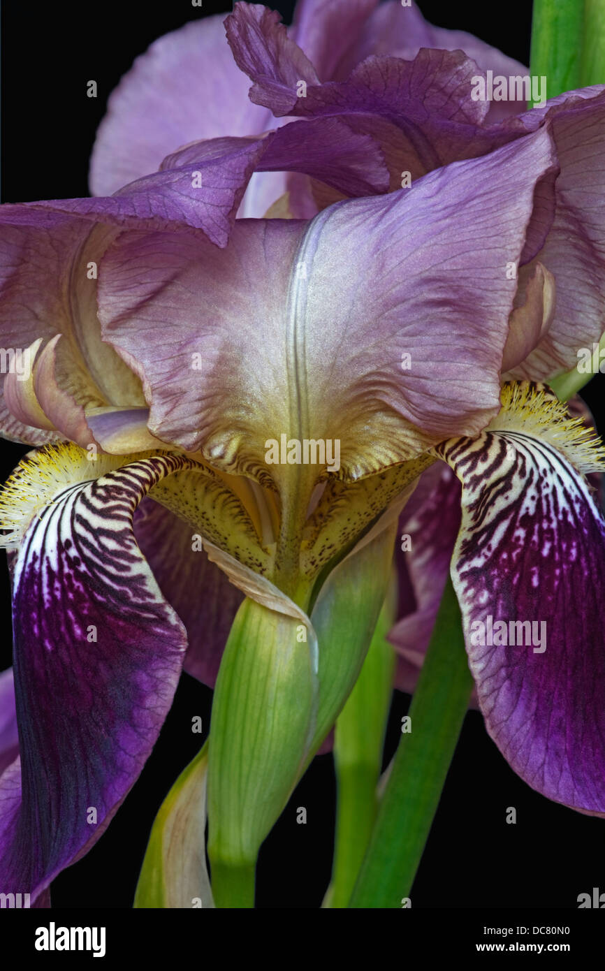 Iris (Iris germanica), hybrid form Stock Photo - Alamy