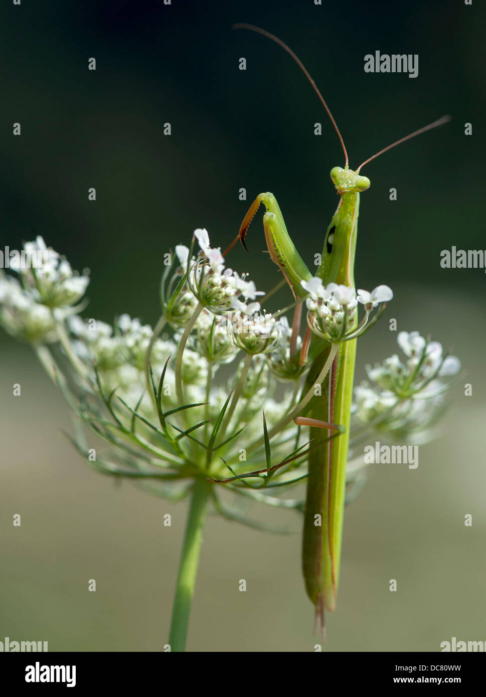 Aug. 11, 2013 - Roseburg, Oregon, U.S - A praying mantis climbs on a ...