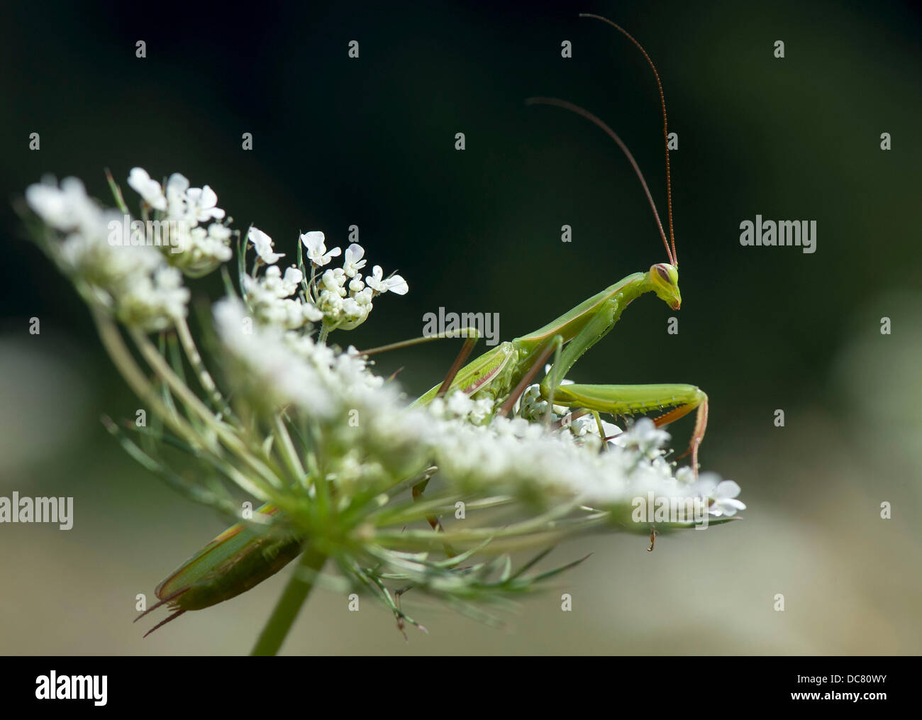 Aug. 11, 2013 - Roseburg, Oregon, U.S - A praying mantis climbs on a ...