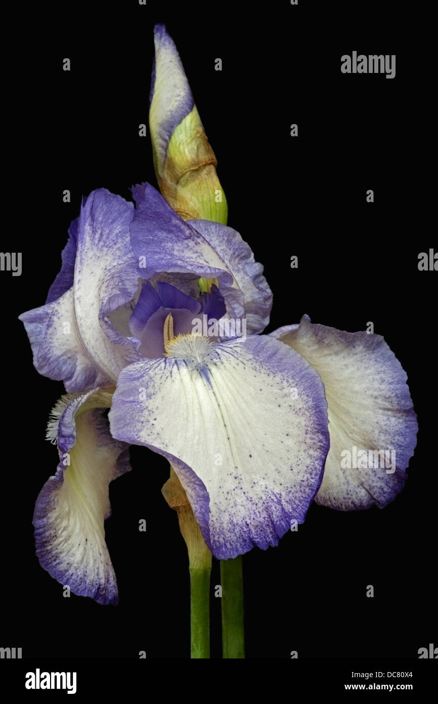 Iris (Iris germanica), hybrid form Stock Photo - Alamy