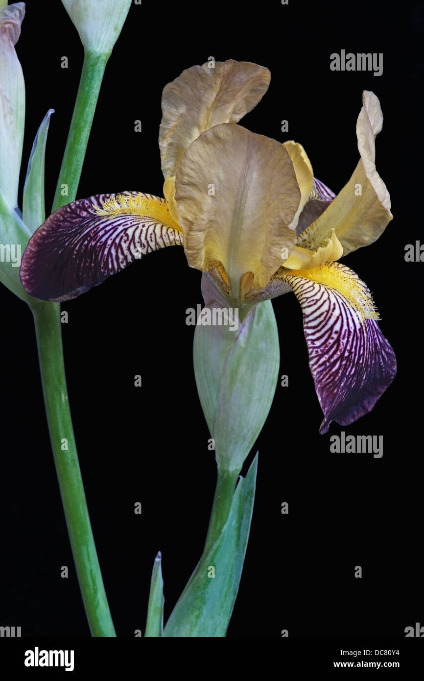 Iris (Iris germanica), hybrid form Stock Photo - Alamy
