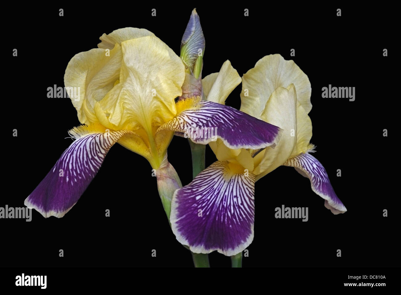 Iris (Iris germanica), hybrid form Stock Photo - Alamy