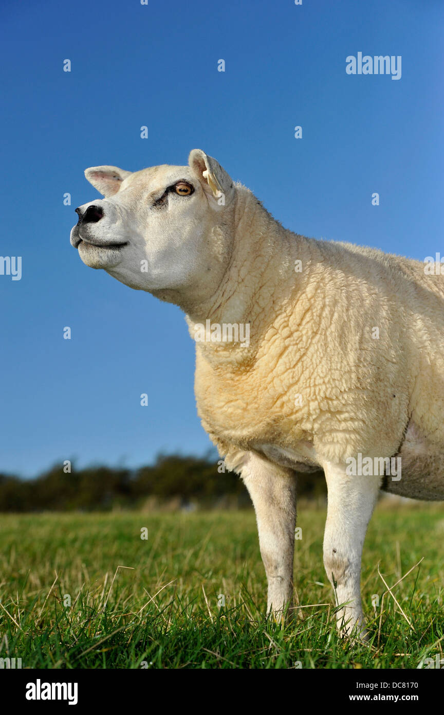 British texel sheep hi-res stock photography and images - Alamy