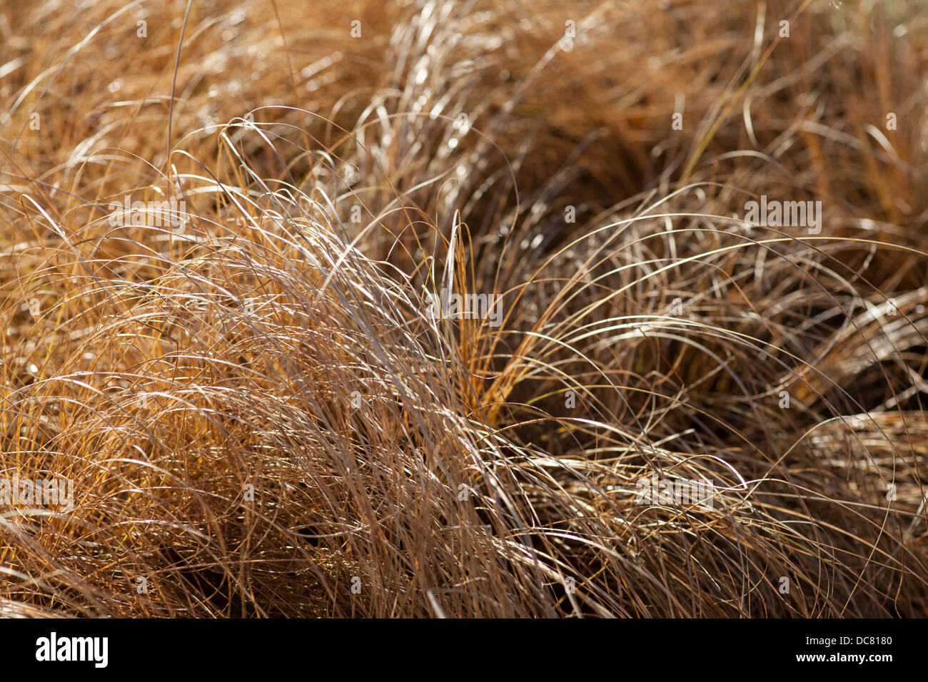 Carex grass hi-res stock photography and images - Alamy