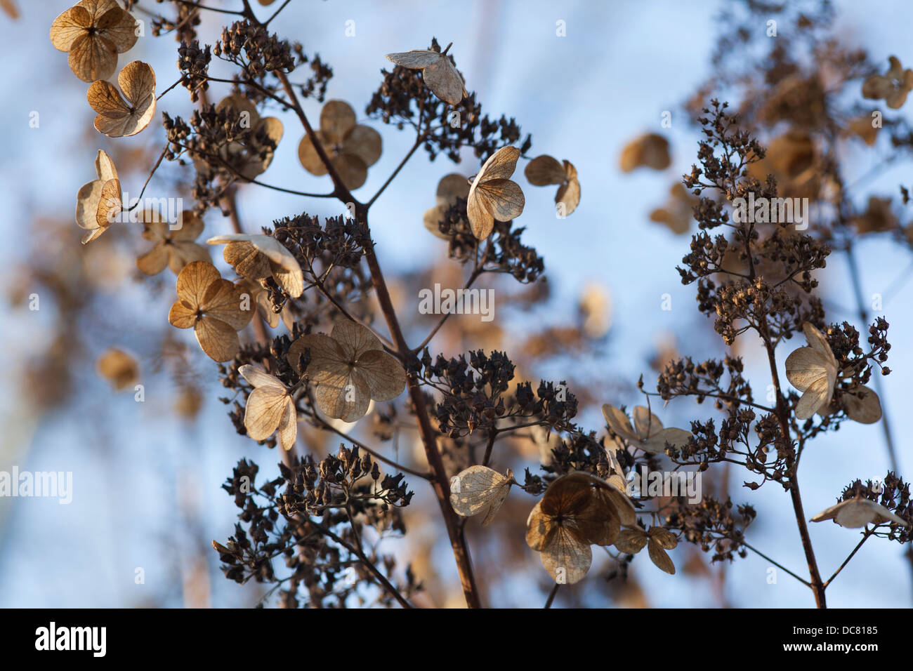 Hydrangea seed head hi-res stock photography and images - Alamy