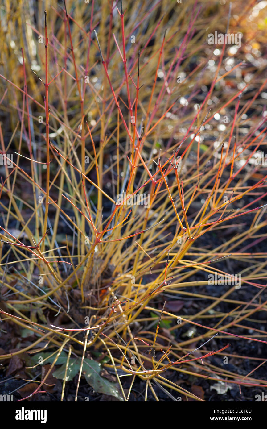 Midwinter fire cornus sanguinea hi-res stock photography and images - Alamy