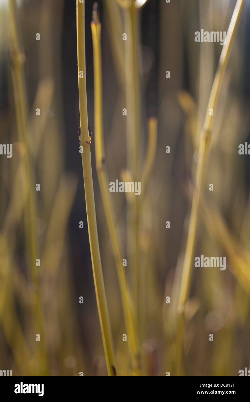 Cornus stolonifera hi-res stock photography and images - Alamy