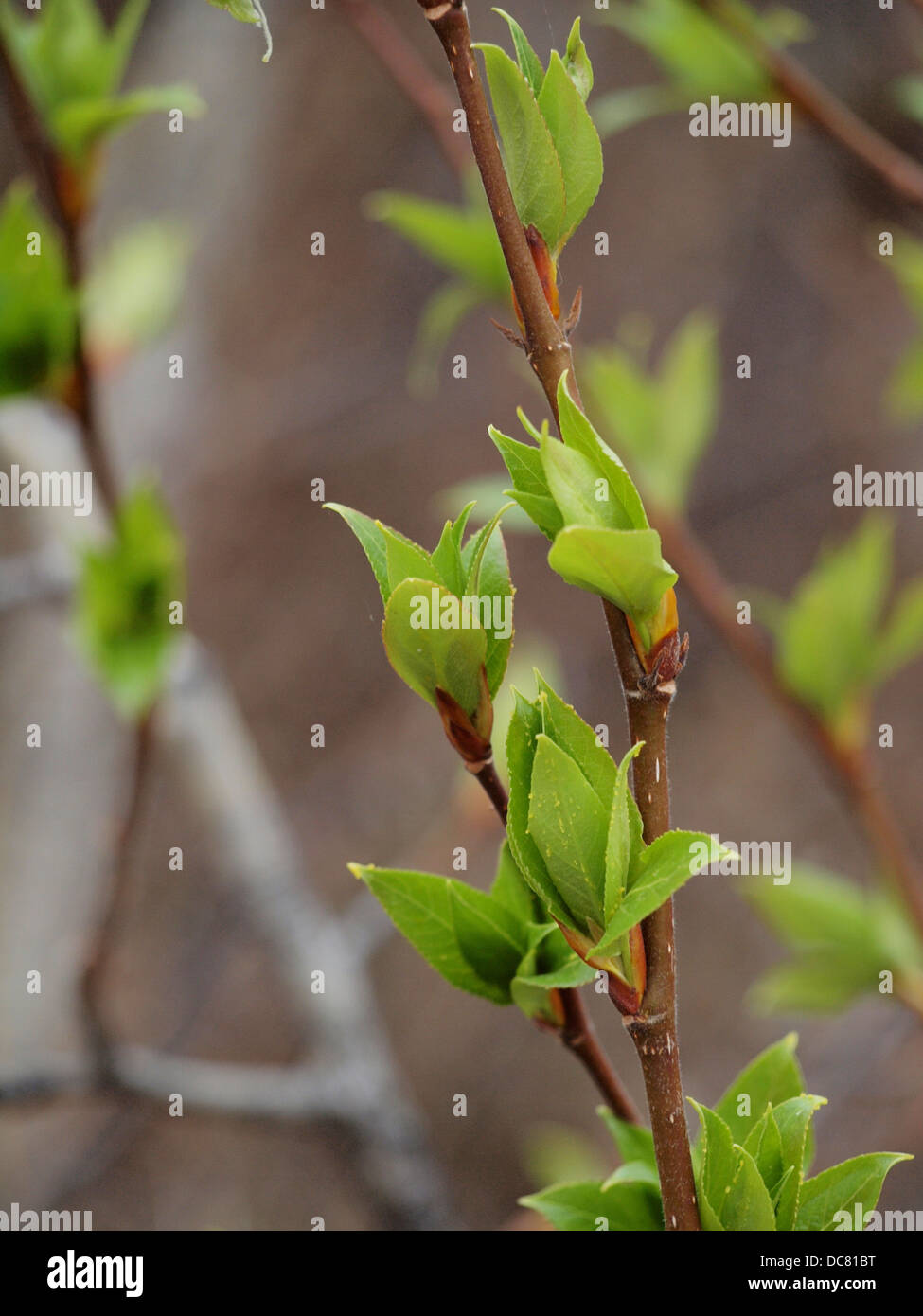 Budding shoots hi-res stock photography and images - Alamy