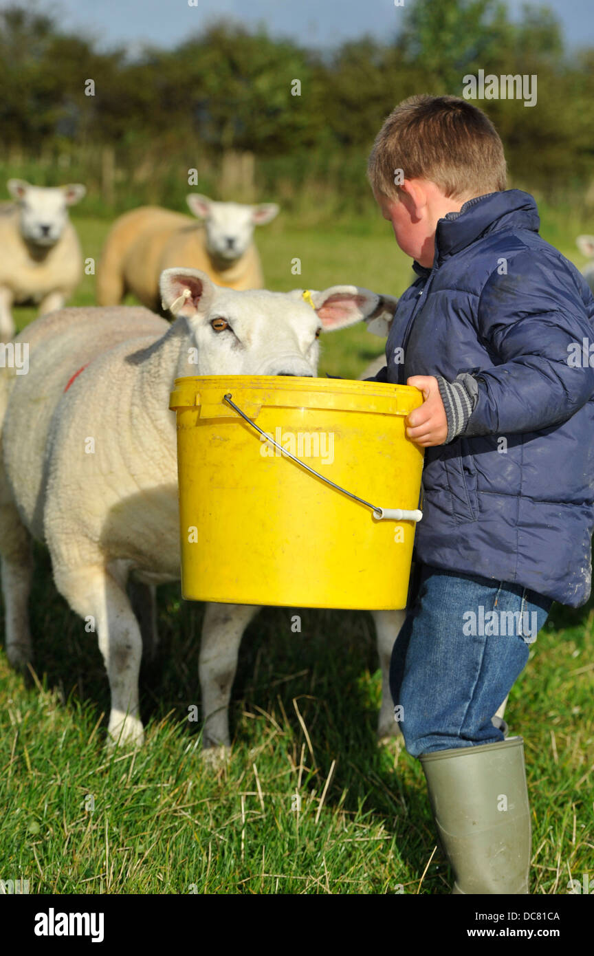 Boy shepherd sheep flock hi-res stock photography and images - Alamy
