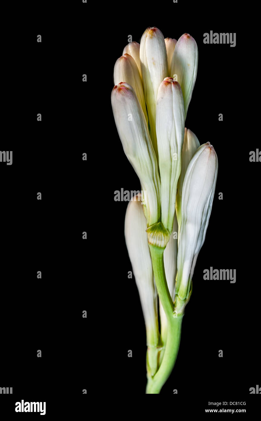 Tuberose flower hi-res stock photography and images - Alamy