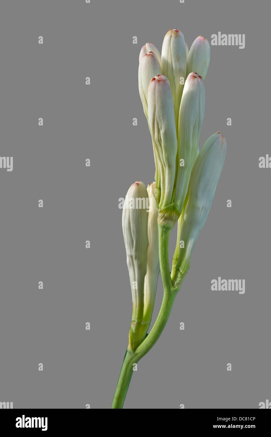 Tuberose rose flower hi-res stock photography and images - Alamy
