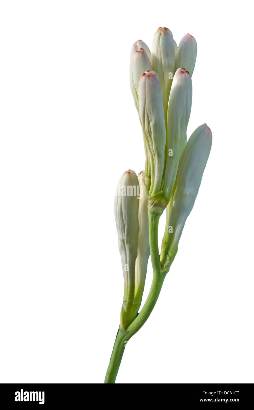 Tuberose Cut Out Stock Images & Pictures - Alamy