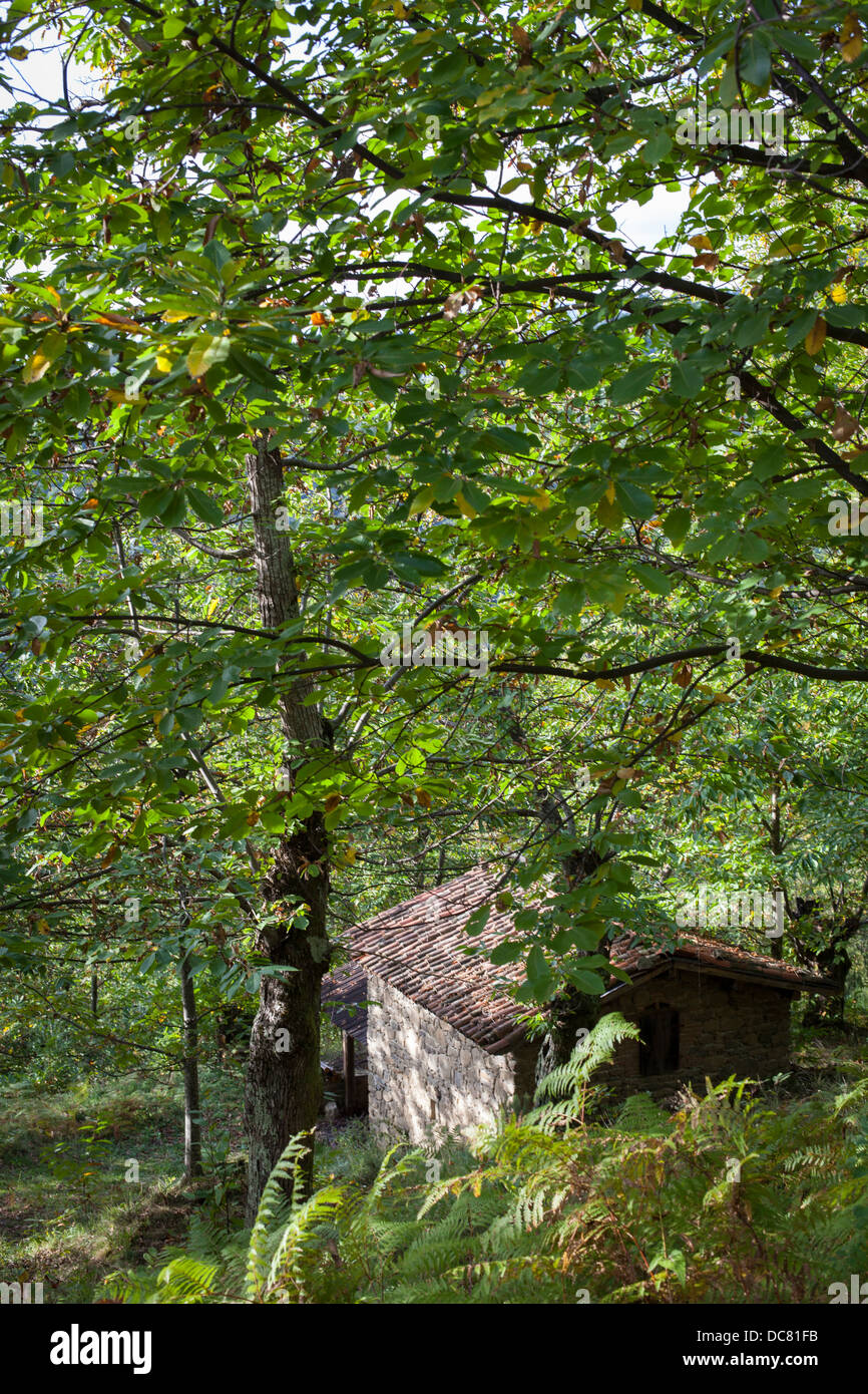 Chestnut storage barn in woods in the Garfagnana, Italy, autumn Stock ...