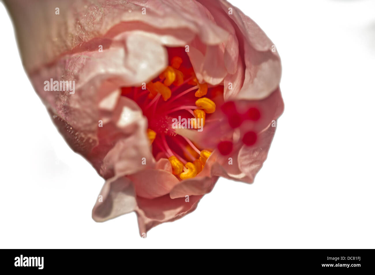 Close up Pink hibiscus bud, pollen, pollination, plant, nature Stock ...