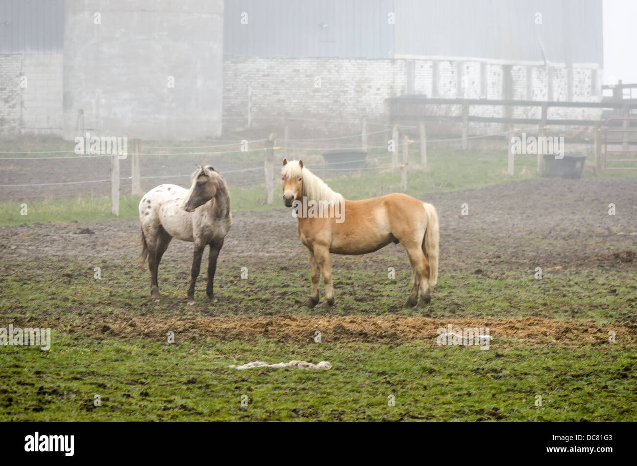 Two Hores in the fog Stock Photo - Alamy