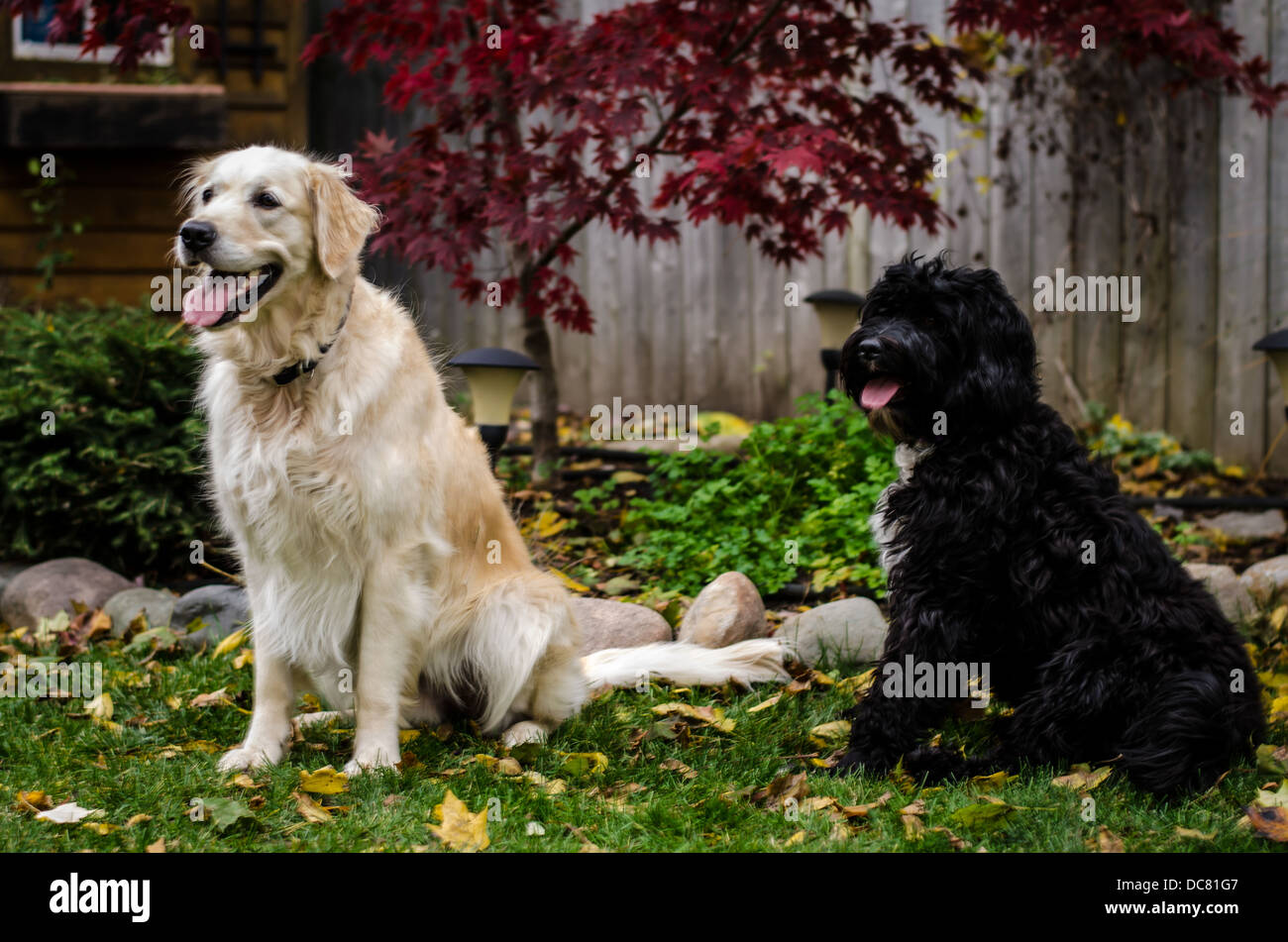 Two dogs waiting patiently Stock Photo - Alamy