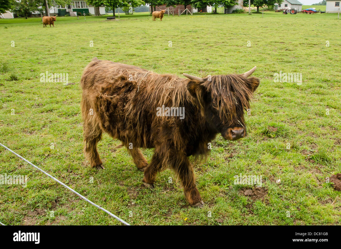 A baby Steer in a pasture Stock Photo - Alamy