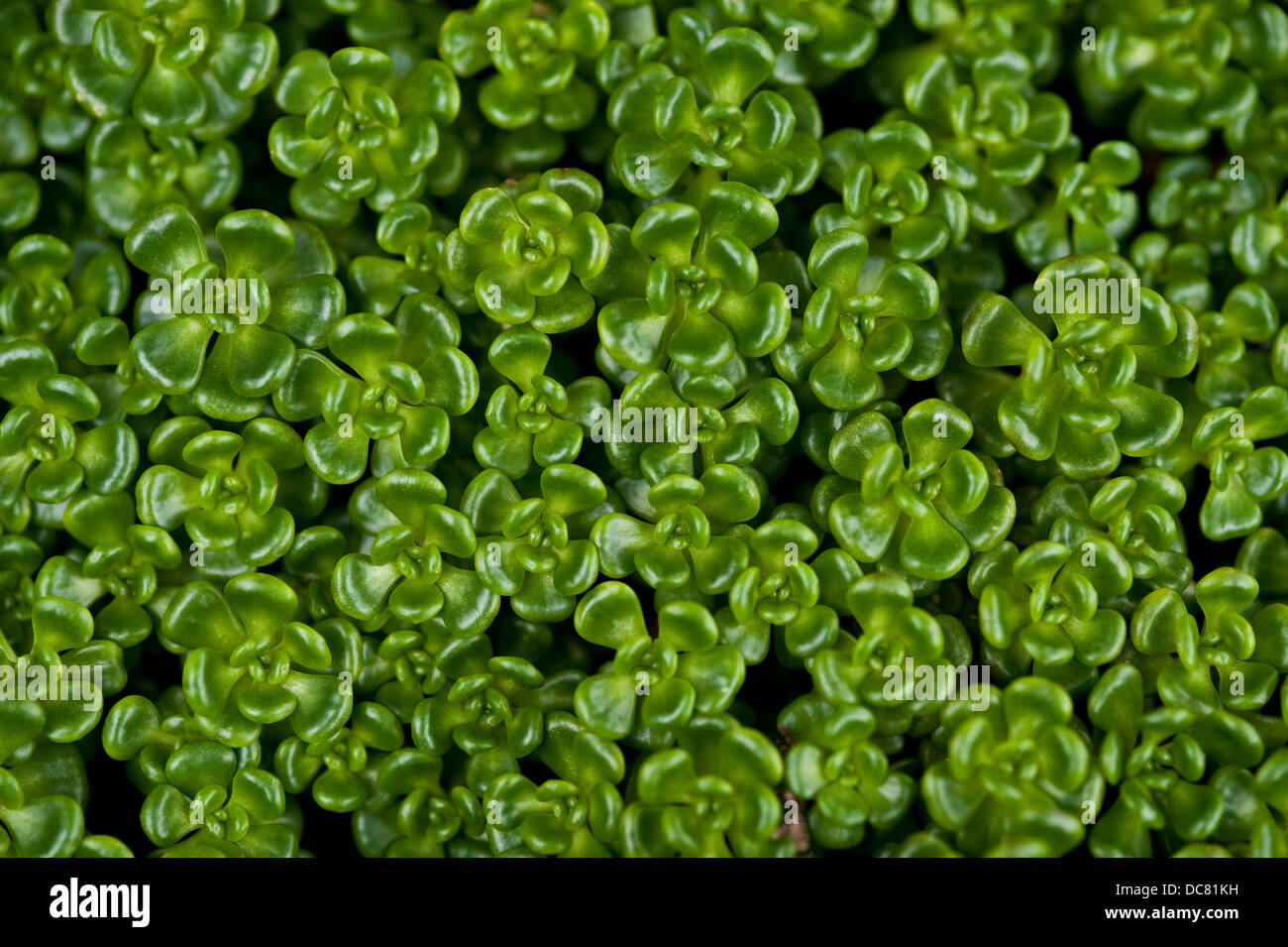 Green ground cover close-up patterns Stock Photo - Alamy