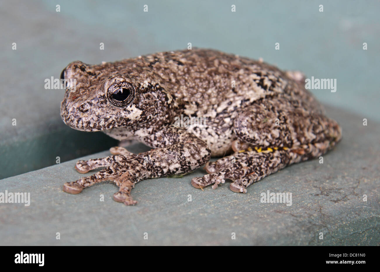 Eastern gray tree frog hi-res stock photography and images - Alamy