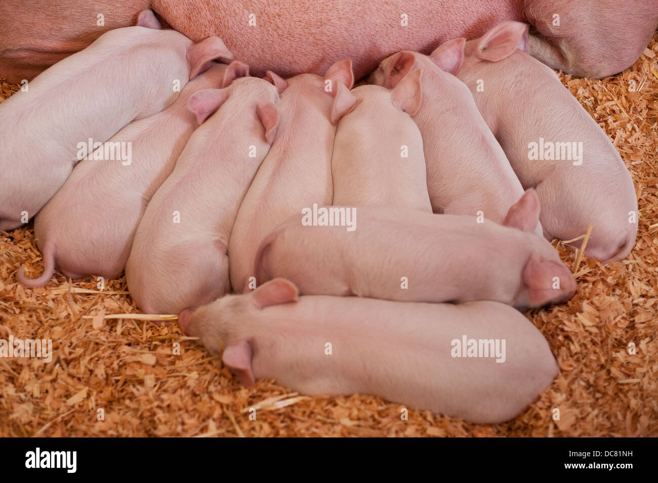 Washington state fair and pig hi-res stock photography and images - Alamy