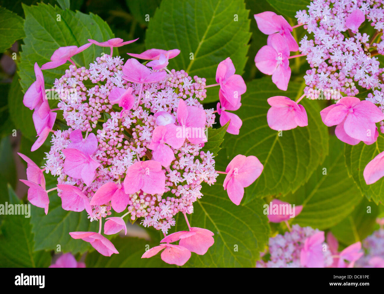 Pink hydrangea hi-res stock photography and images - Alamy