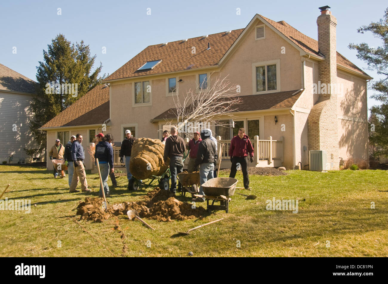Men planting large Maple tree Stock Photo - Alamy
