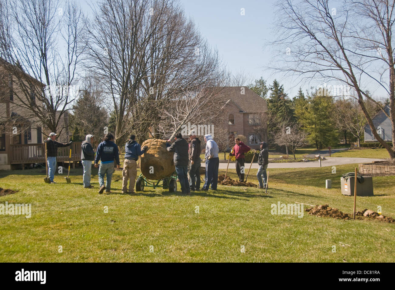 Men planting large Maple tree Stock Photo - Alamy